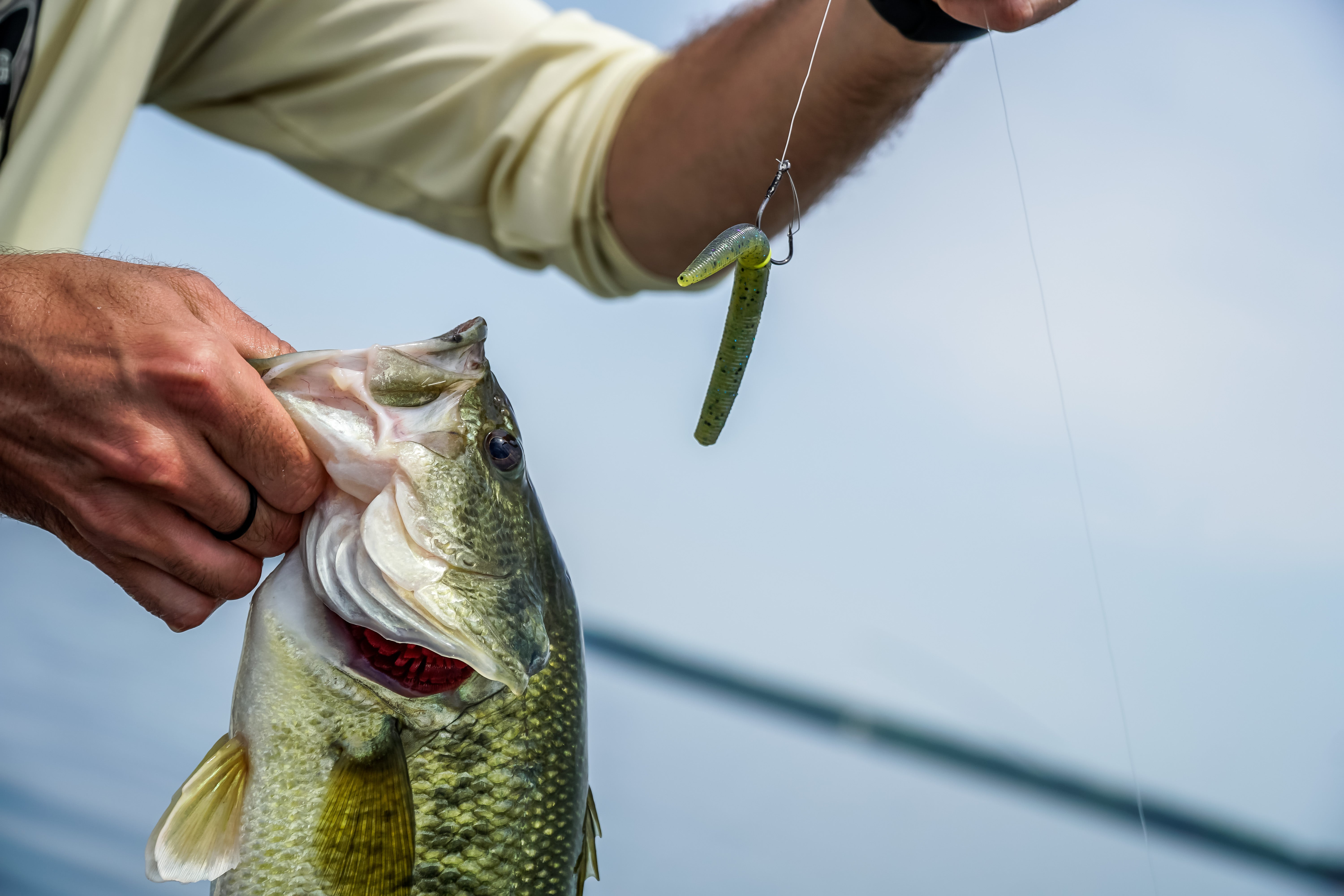 How to Rig & Fish the Wacky Rig – Harmony Fishing Company